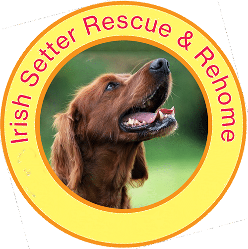 Irish Setter Rescue & Rehome | Registered Charity 1037633