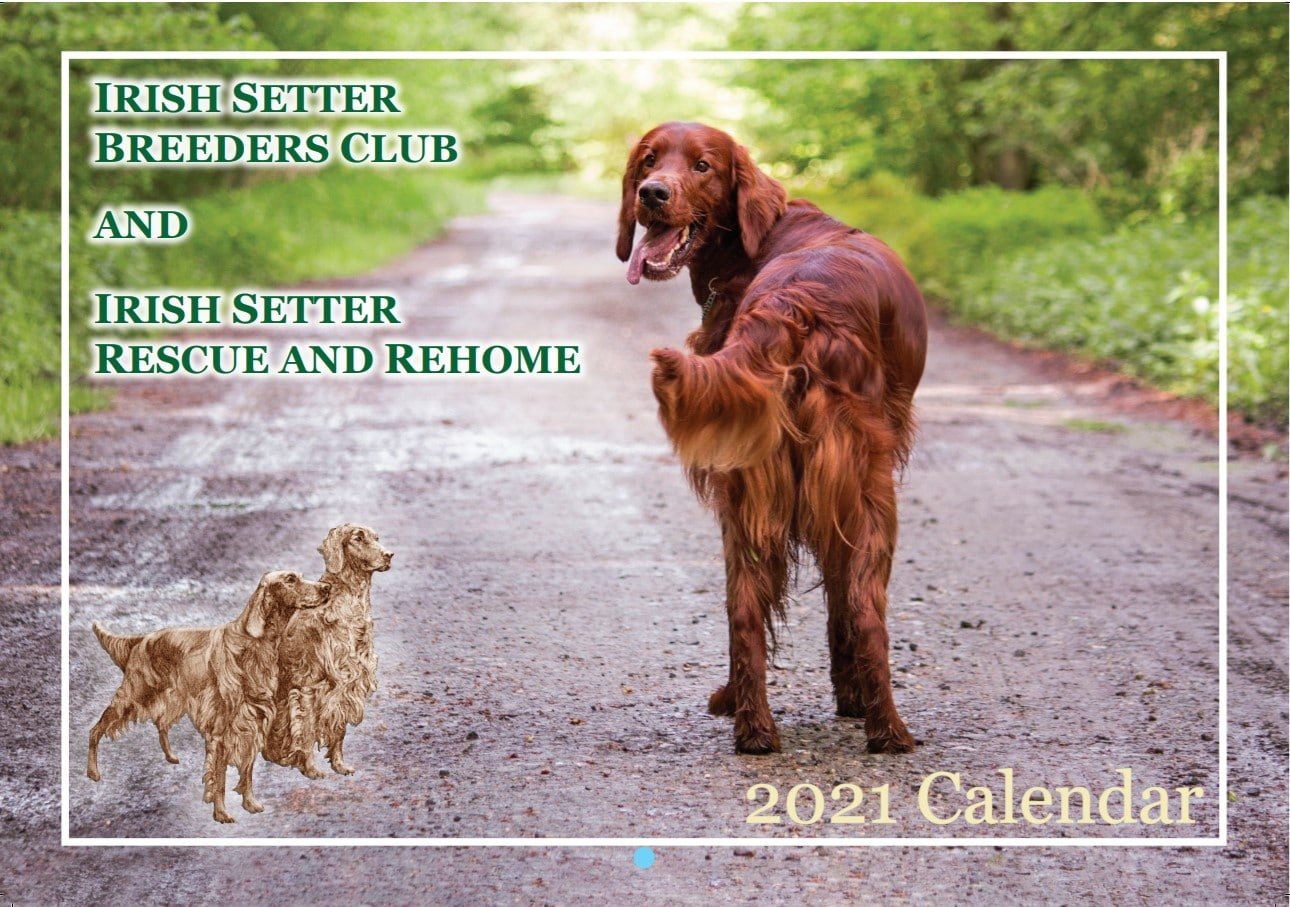 ISBC & ISRANDR CALENDAR 2021 | Irish Setter Rescue and Rehome