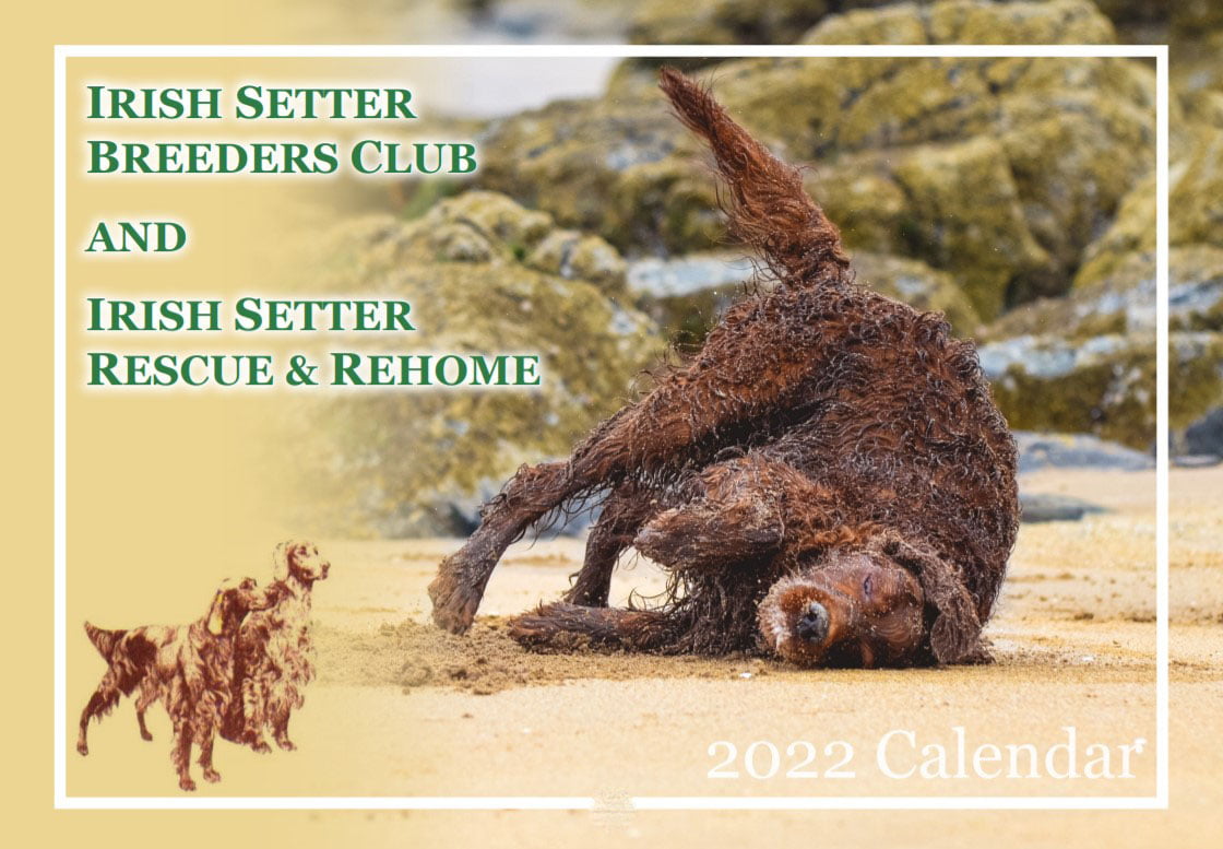 Calendar 2025 | Irish Setter Rescue and Rehome