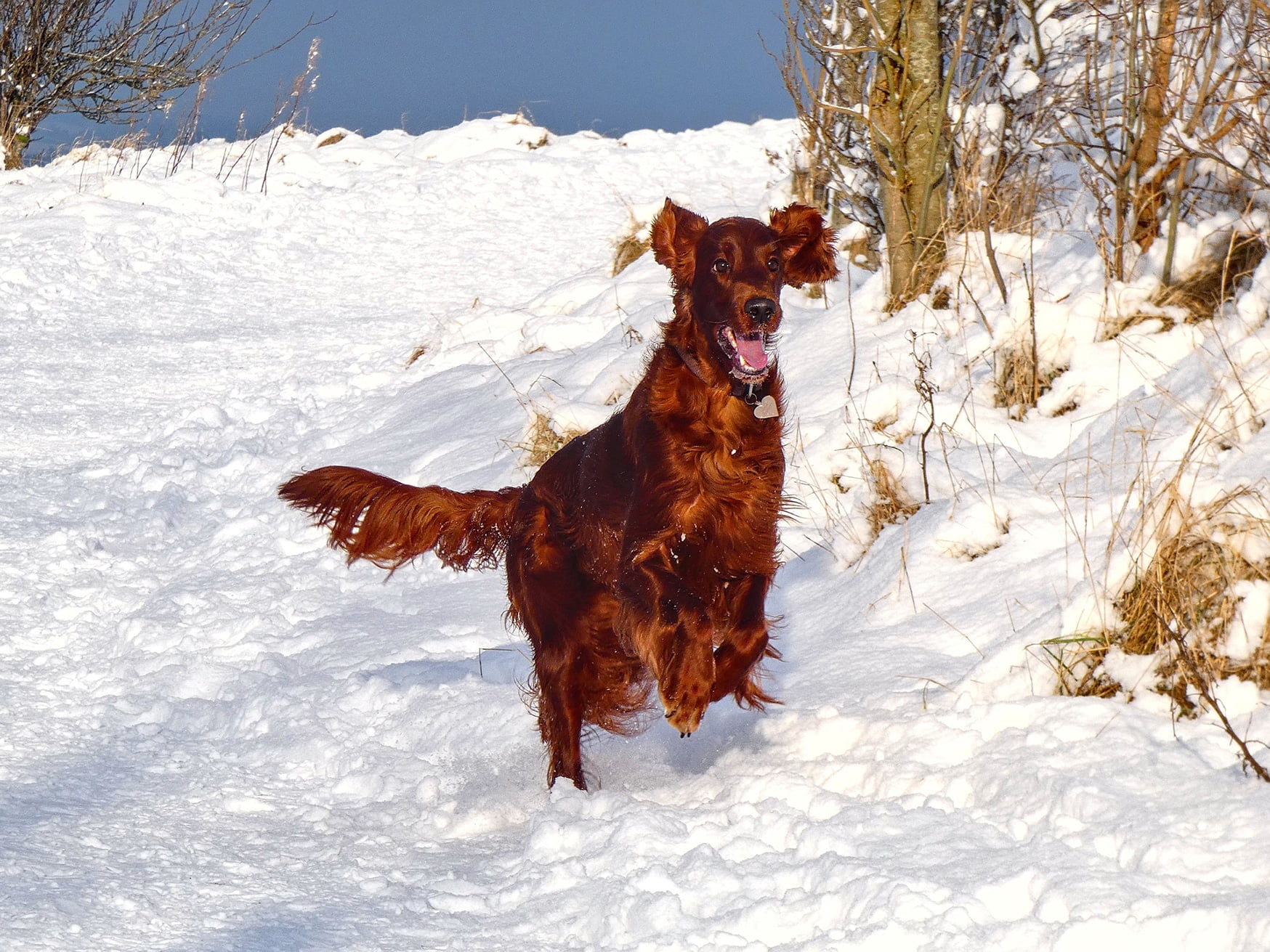 Christmas Cards 2021 | Irish Setter Rescue and Rehome