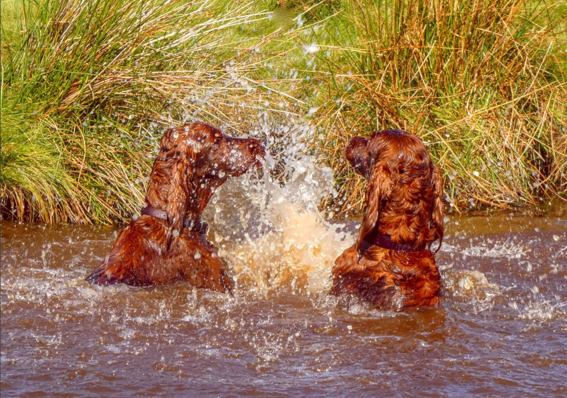 ISBC and ISRANDR CALENDAR 2022 | Irish Setter Rescue and Rehome