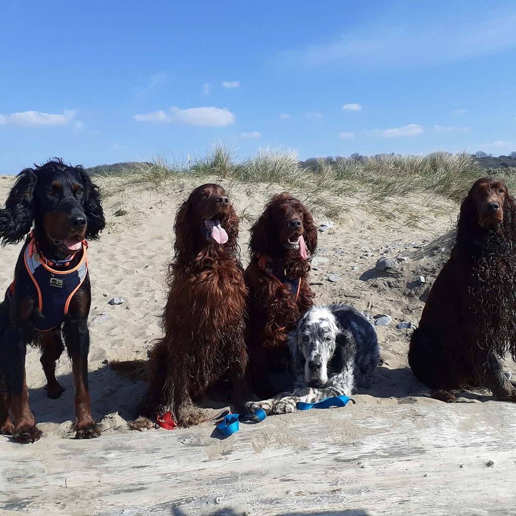 Newton Beach Setter Walk | Irish Setter Rescue and Rehome